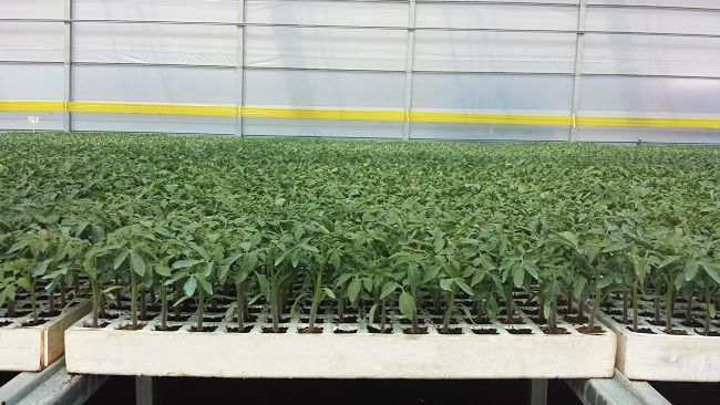 Semilleros | Grupo Poliex