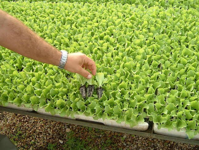 Semilleros | Grupo Poliex